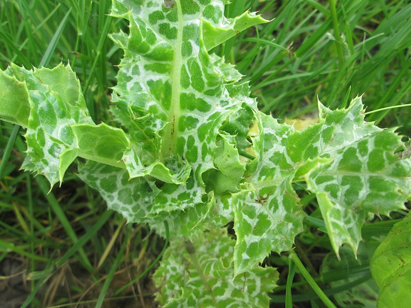 Milk Thistle (Silybum marianum) Identification Guide