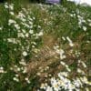 English Chamomile (Chamaemelum nobile) Identification Guide