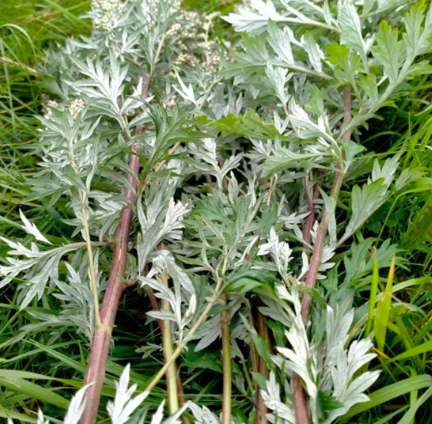 Mugwort (Artemisia vulgaris) Identification