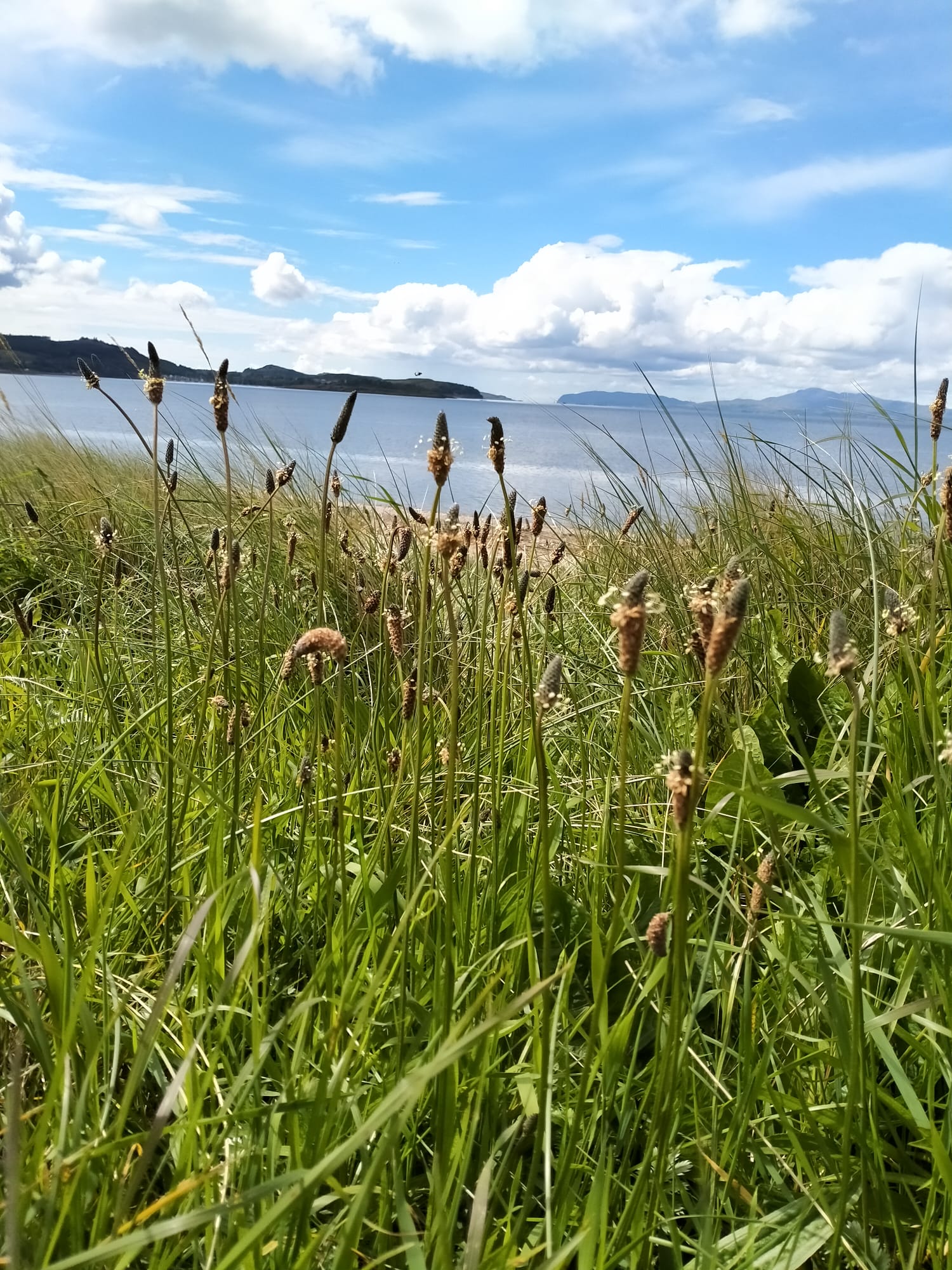 Foraging In Scotland