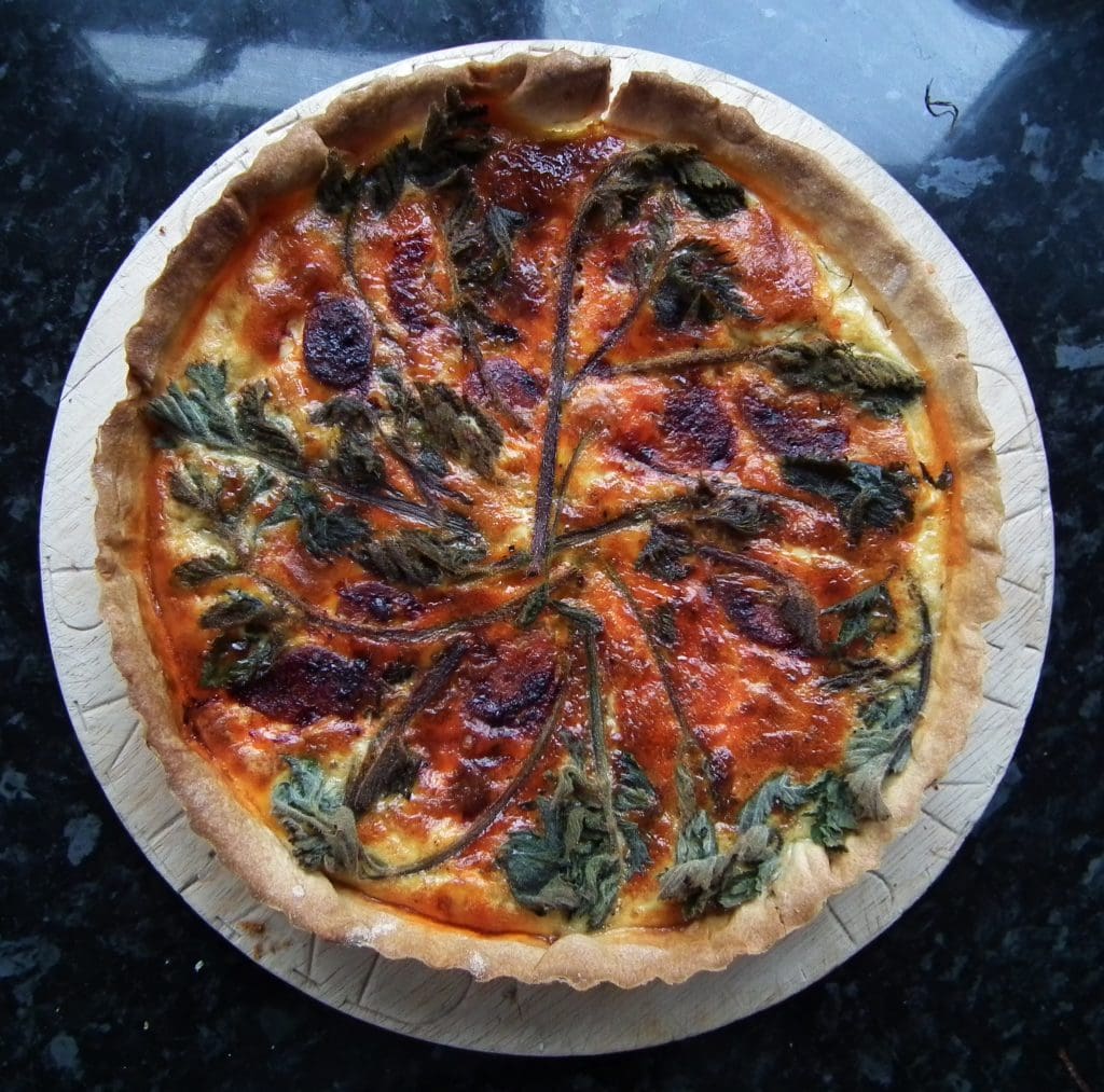 Ragwort (Senecio jacobaea) Identification Guide