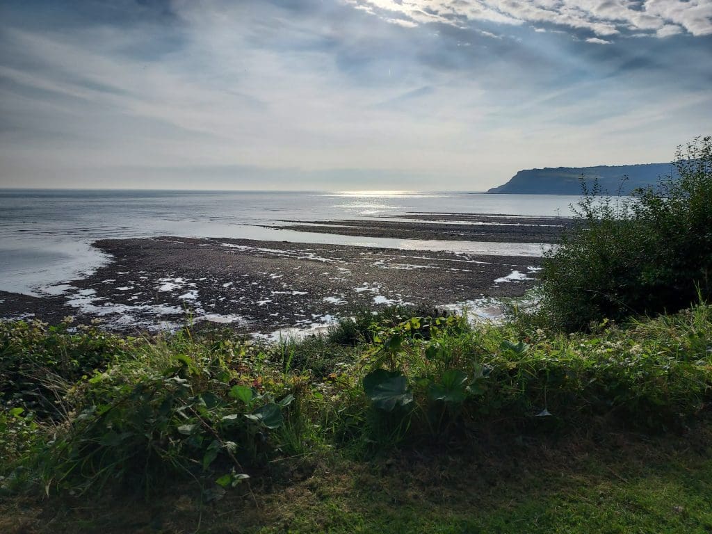 Salty Fingers (Disphyma crassifolium) Identification