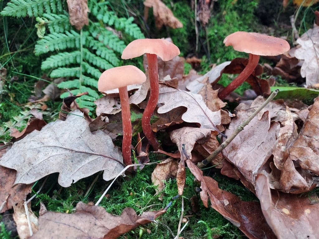 Stinging Nettles (Urtica Dioica) Identification