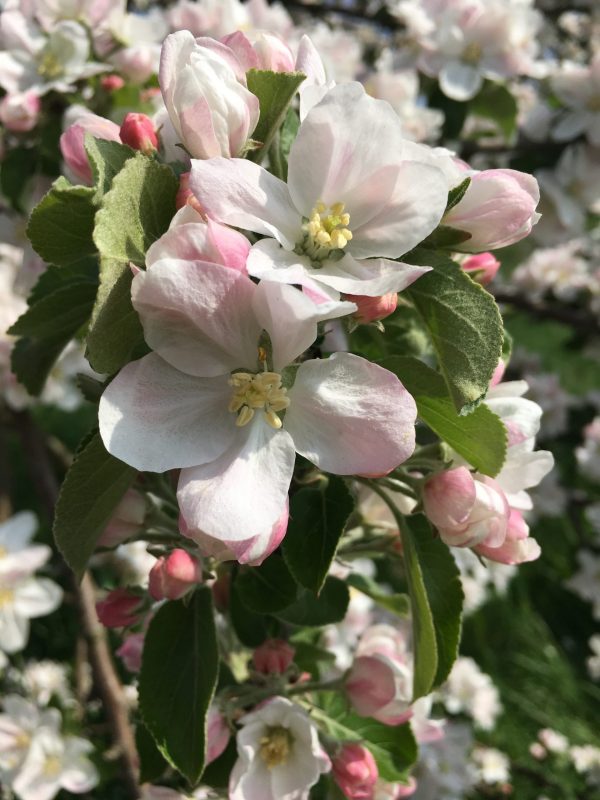 Wild Apple (Malus sylvestris) Identification Guide