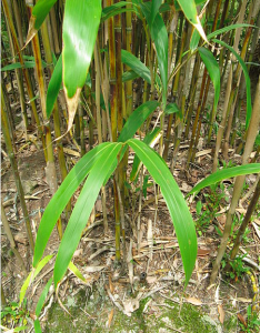 Bamboo (Sasa palmata) Identification