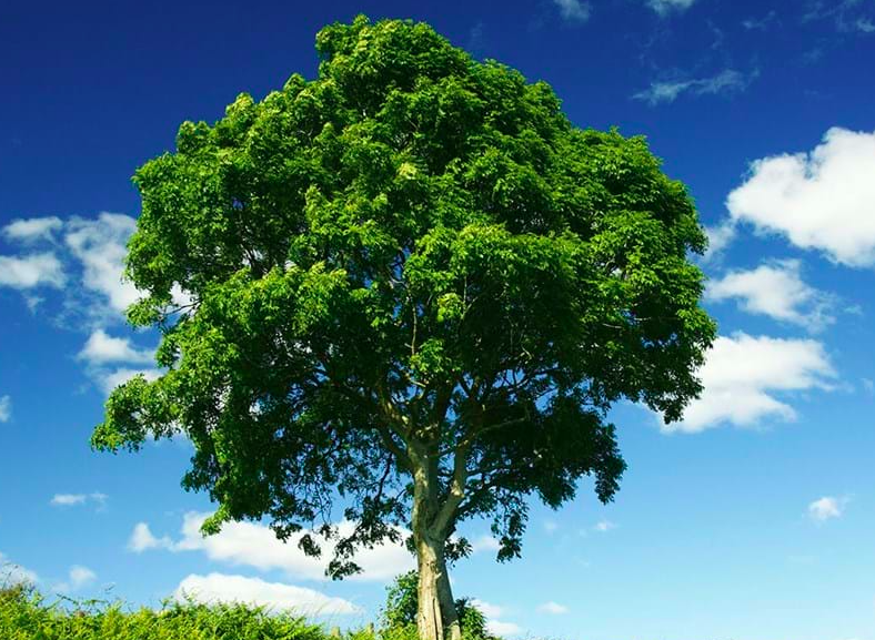 Ash Dieback: The Impact on Our Native Ash Population