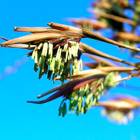 Bamboo (Sasa palmata) Identification