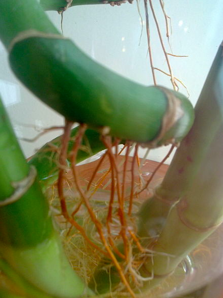 Bamboo (Sasa palmata) Identification