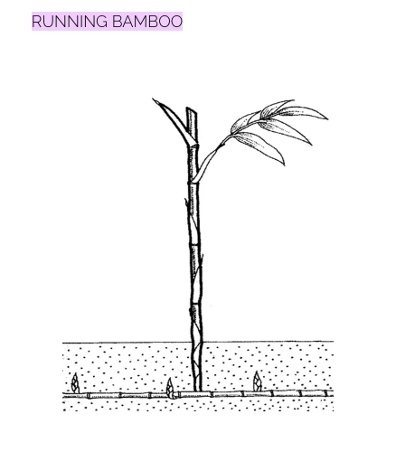 Bamboo (Sasa palmata) Identification
