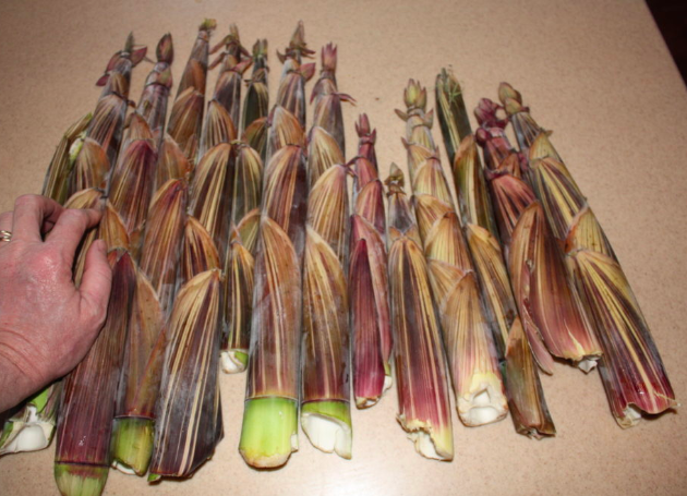 Bamboo (Sasa palmata) Identification