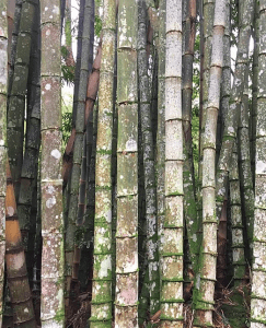 Bamboo (Sasa palmata) Identification