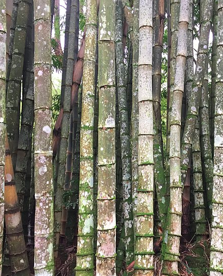 Bamboo (Sasa palmata) Identification