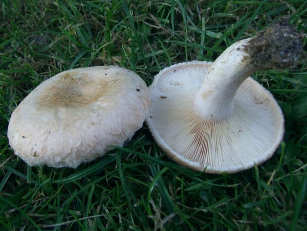 Woolly Milkcap (Lactarius torminosus) Identification