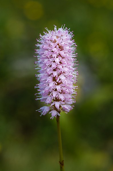 Bistort Identification
