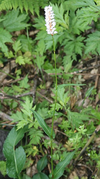 Bistort Identification