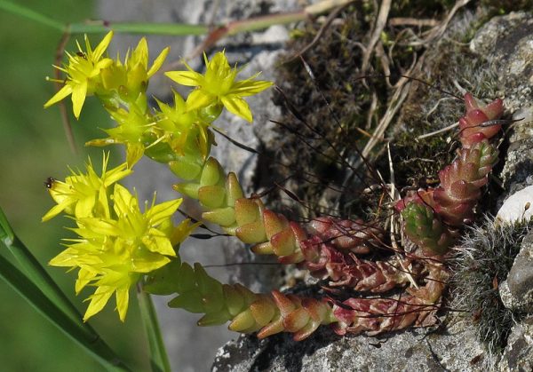Stonecrop (Crassulaceae) Identification
