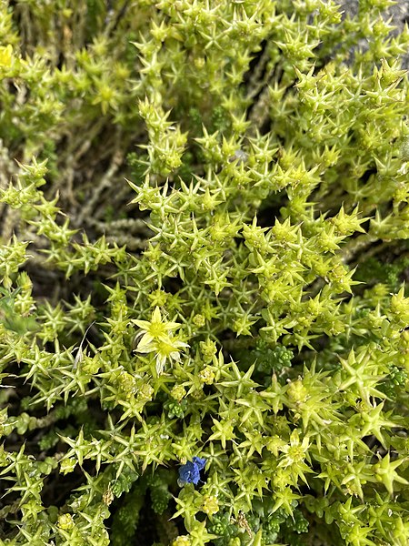 Stonecrop (Crassulaceae) Identification