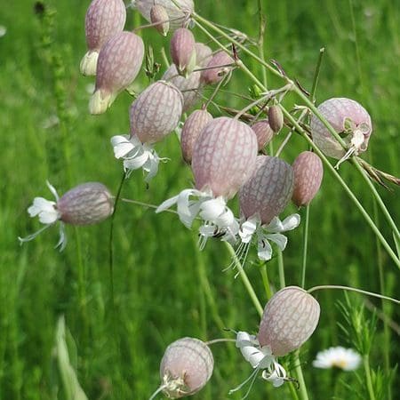 Bladder Campion (Selene Vulgaris) Identification
