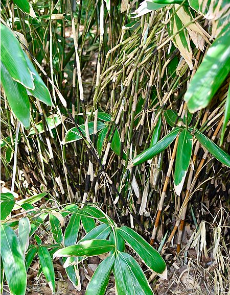 Bamboo (Sasa palmata) Identification