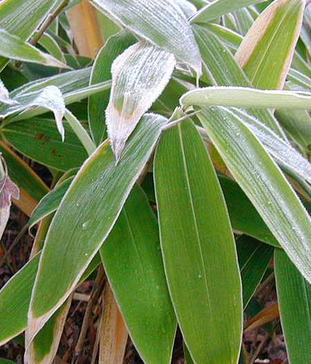 Bamboo (Sasa palmata) Identification