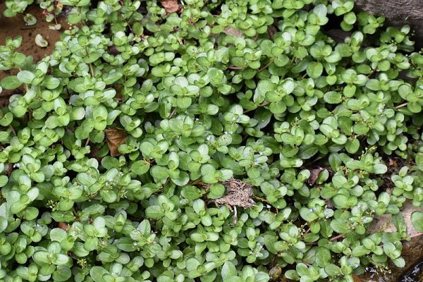 Brooklime (Veronica beccabunga) Identification