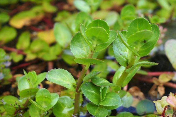 Brooklime (Veronica beccabunga) Identification