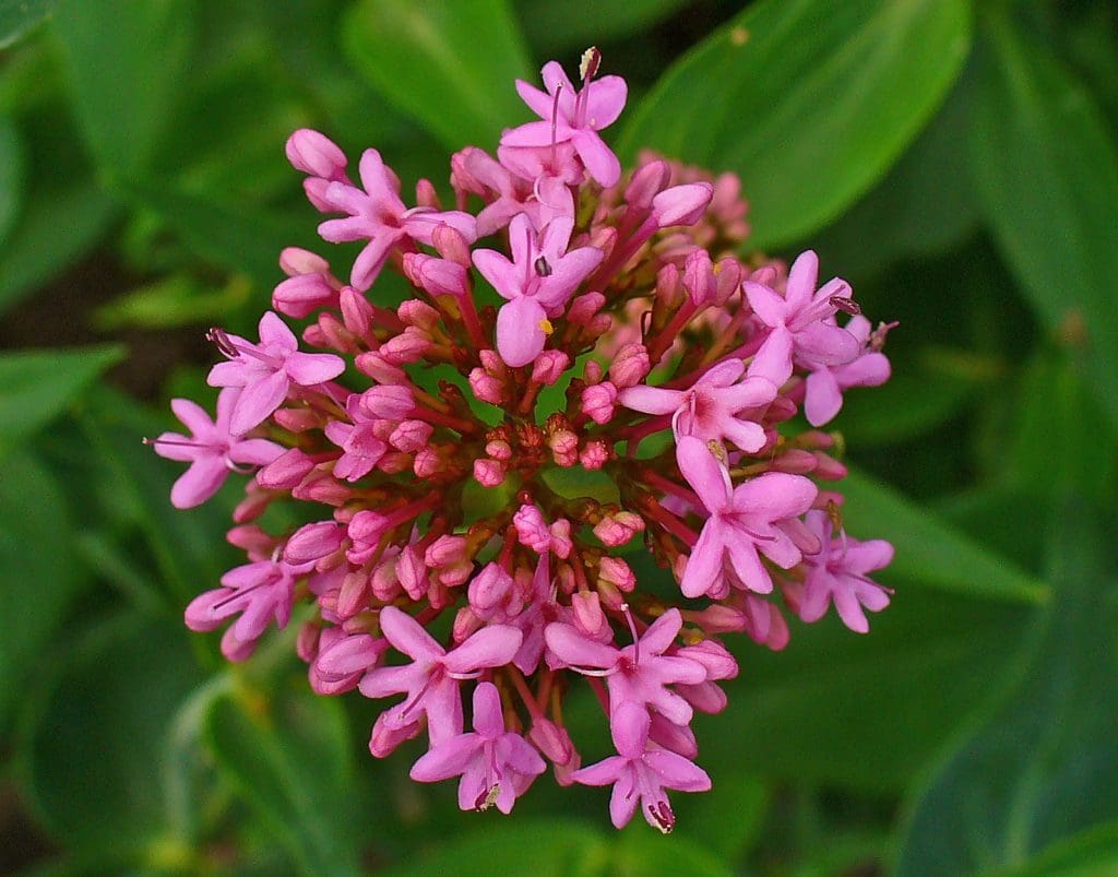 Wood Avens (Geum urbanum) Identification