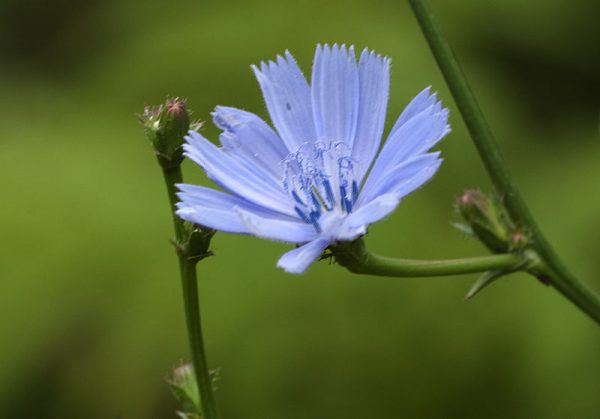 Chicory (Chichorium intybus) Identification