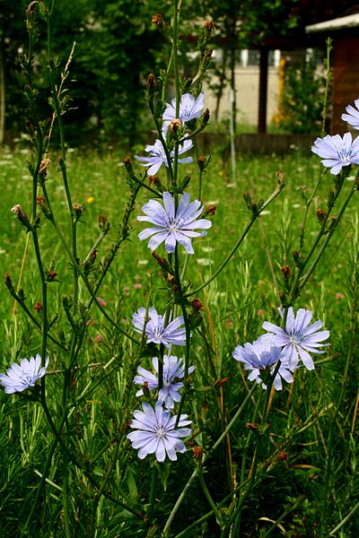 Chicory (Chichorium intybus) Identification