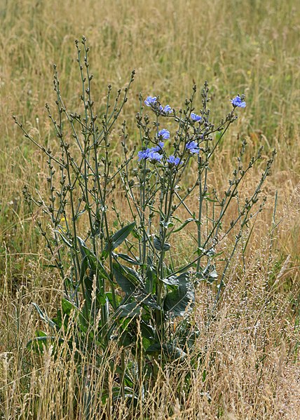 Chicory (Chichorium intybus) Identification