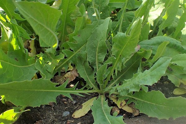 Chicory (Chichorium intybus) Identification