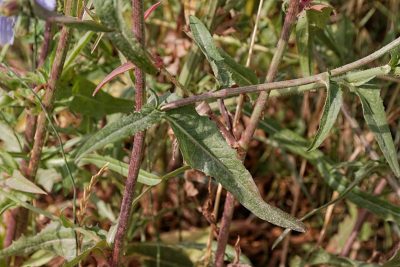 Chicory (Chichorium intybus) Identification