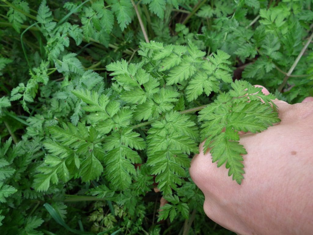 Cows Parsley (Anthriscus Sylvestris) Identification