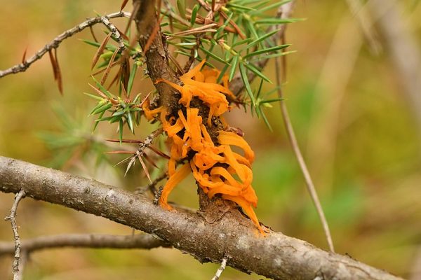 Juniper (Juniperis communis) Identification