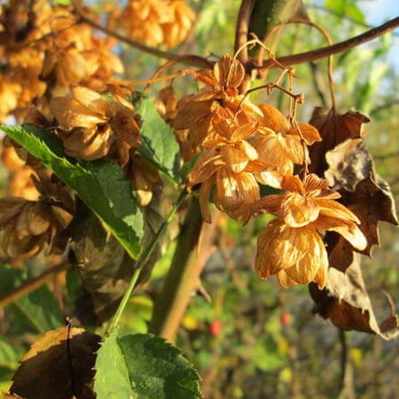 Hops (Humulus lupulus) Identification