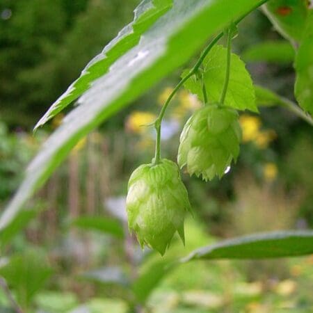 Hops (Humulus lupulus) Identification