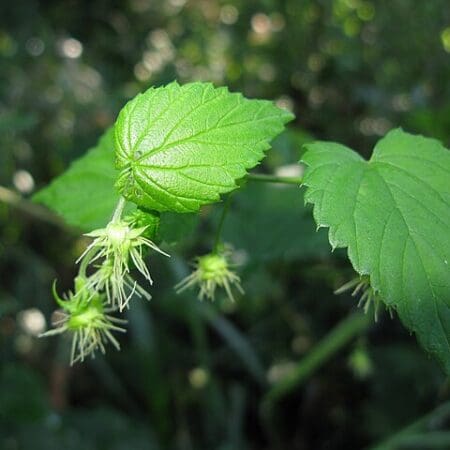 Hops (Humulus lupulus) Identification