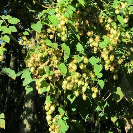 Hops (Humulus lupulus) Identification