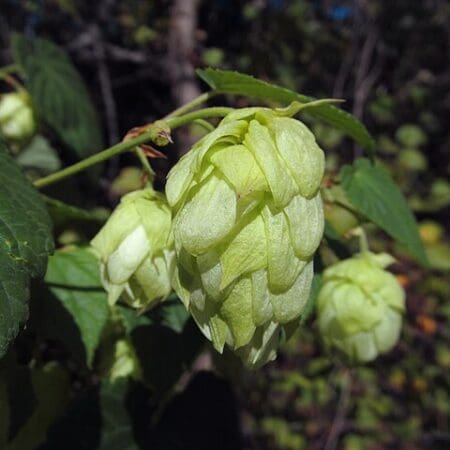Hops (Humulus lupulus) Identification