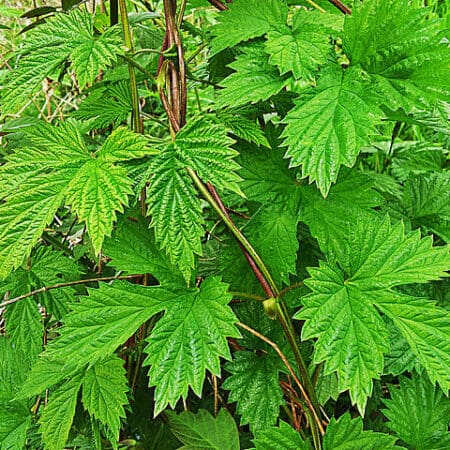 Hops (Humulus lupulus) Identification