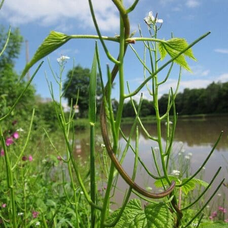 Hops (Humulus lupulus) Identification