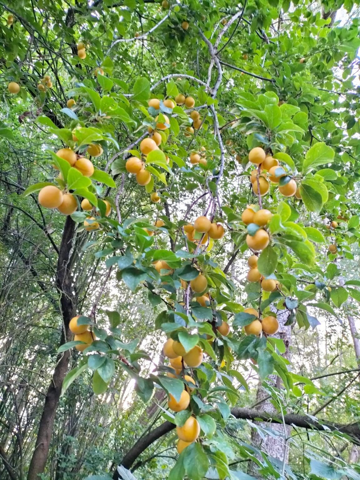 Wild Plum (Prunus domestica) Identification Guide