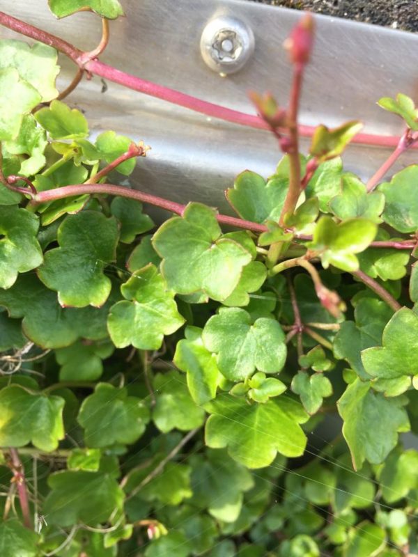 Ivy Leaved Toadflax Identification