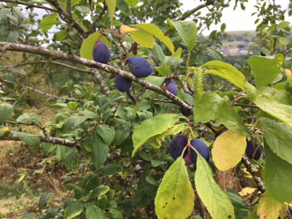 Wild Plum (Prunus domestica) Identification Guide