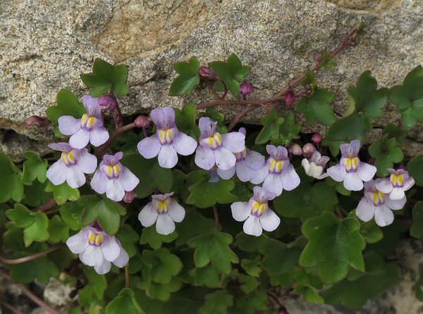 Ivy Leaved Toadflax Identification