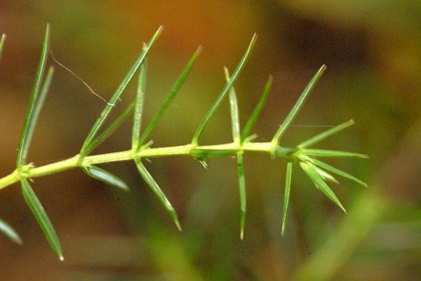 Juniper (Juniperis communis) Identification