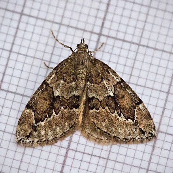 Juniper (Juniperis communis) Identification