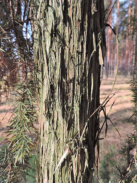 Juniper (Juniperis communis) Identification