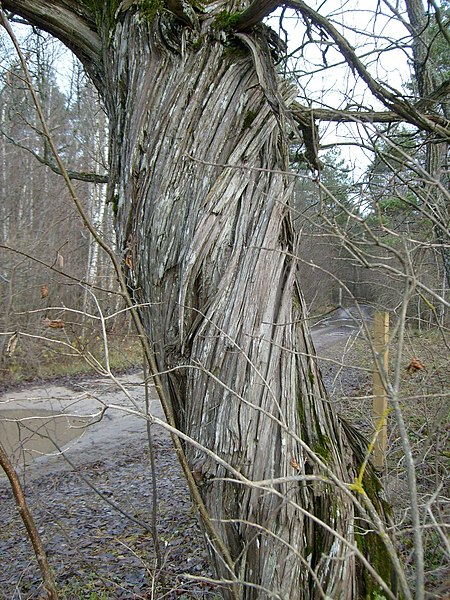 Juniper (Juniperis communis) Identification