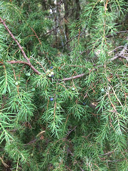 Juniper (Juniperis communis) Identification